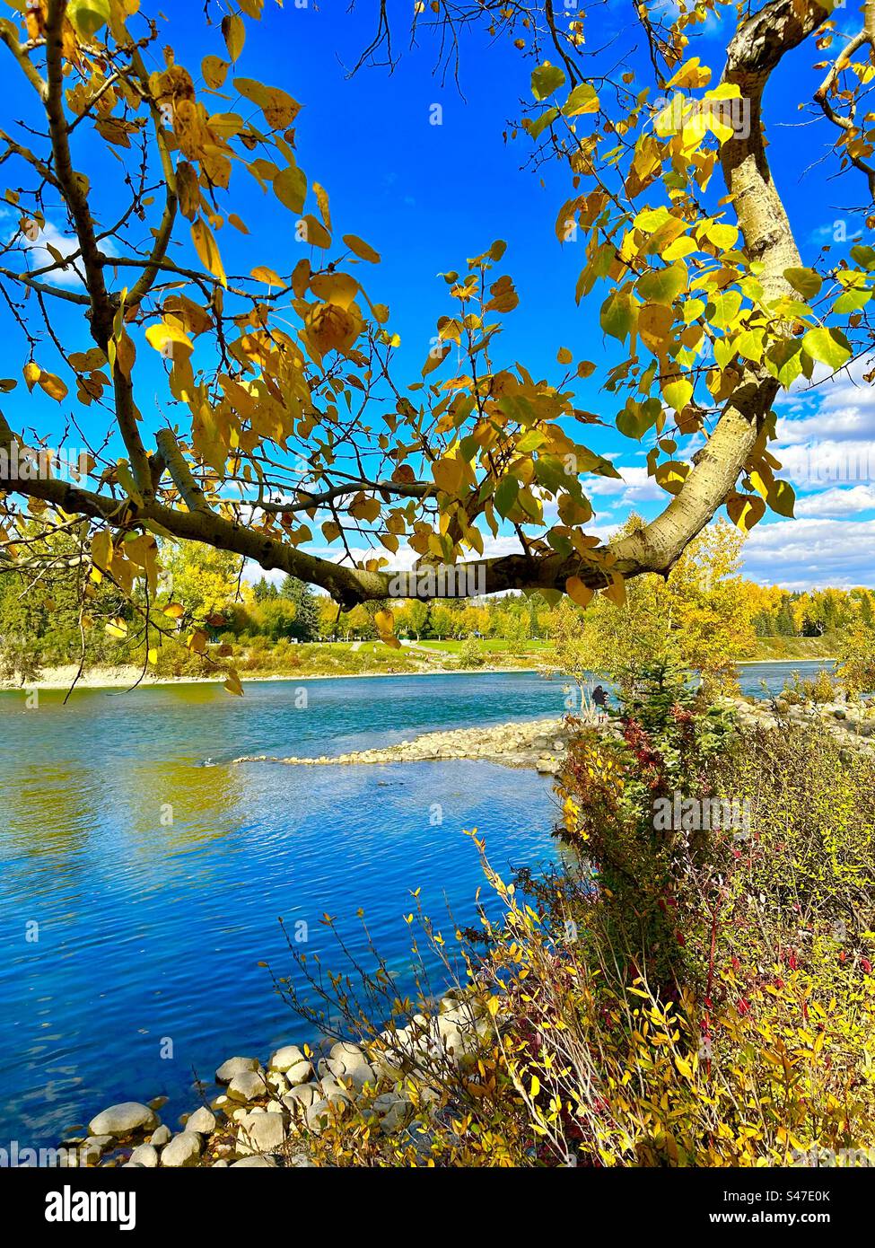 Autumn in Alberta, Canada, Bowness Park, Calgary, Bow River, evergreen ...