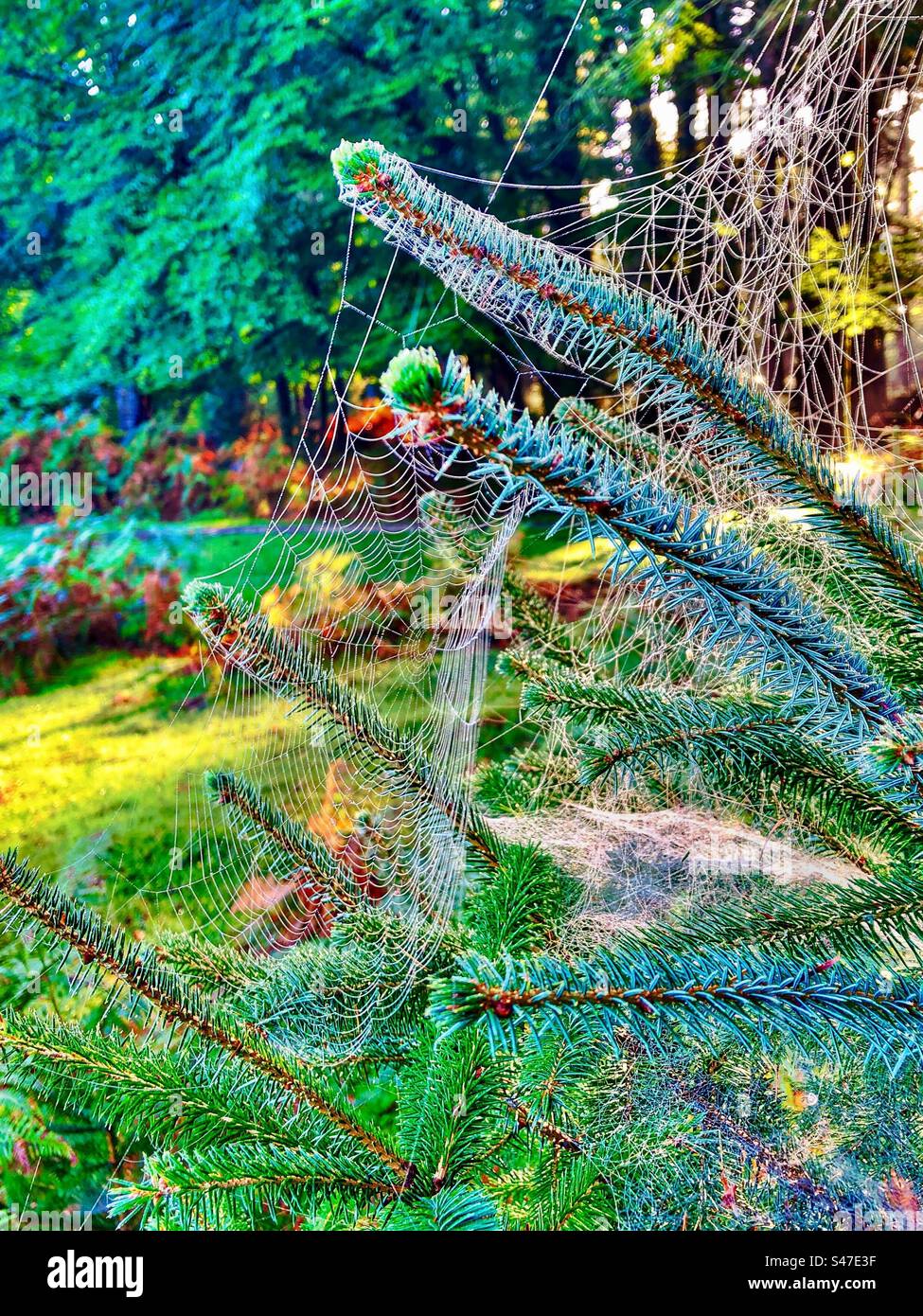 Spiders web in a pine forest at sunrise in the New Forest National Park ...
