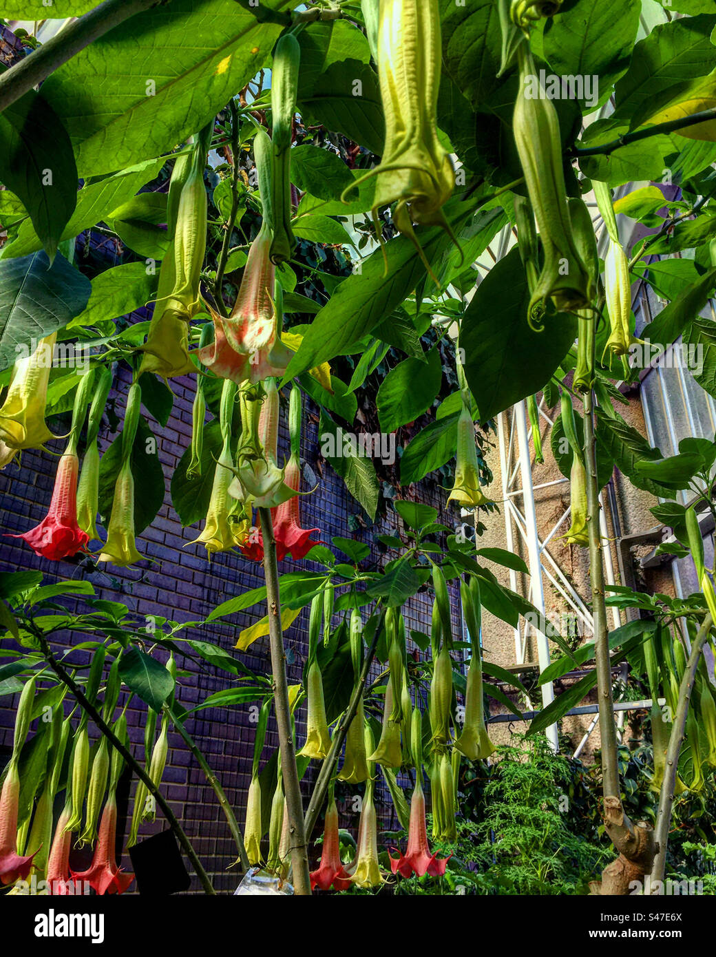The barbican conservatory hi-res stock photography and images - Alamy
