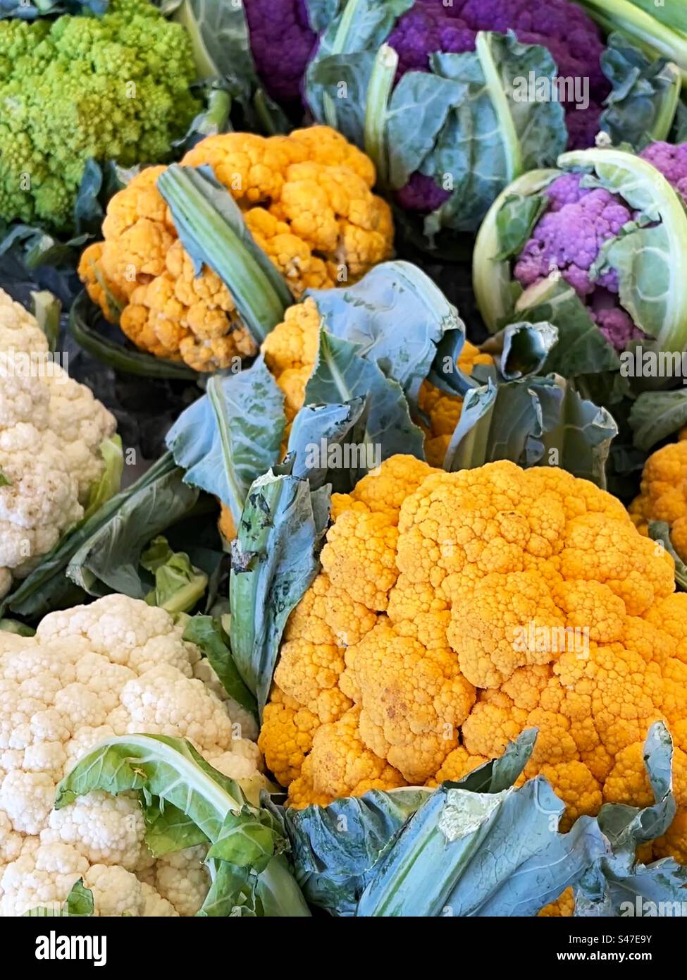 Heads of multicolored Colliflower, for sale at a farm produce stand in ...