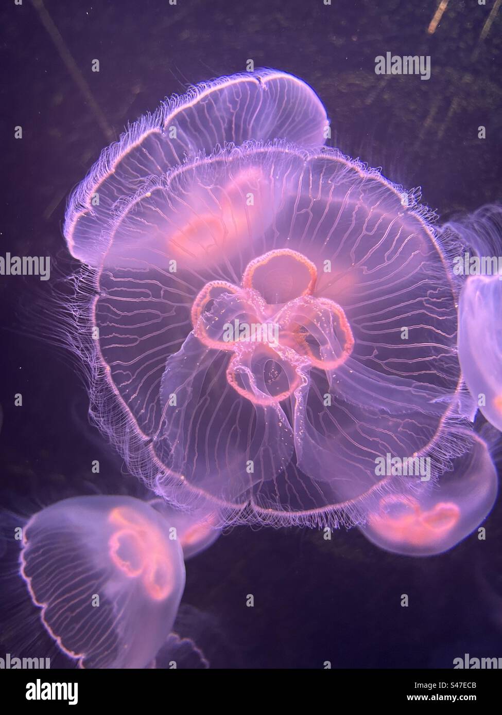 Sea life aquarium hi-res stock photography and images - Alamy