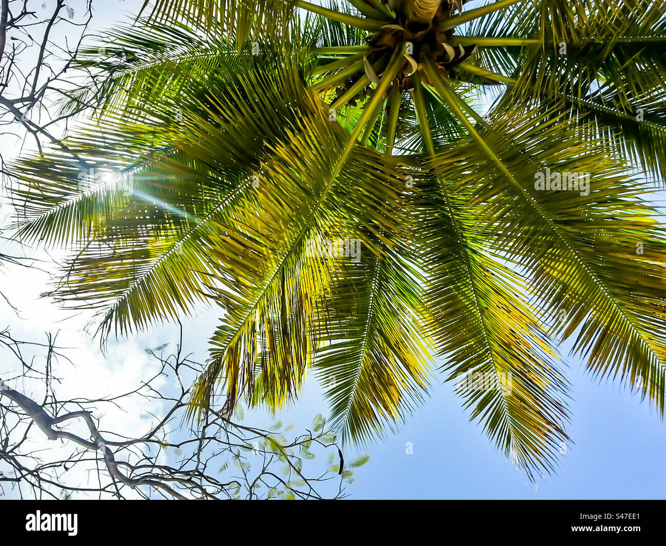 Symmetrical palm tree hi-res stock photography and images - Alamy