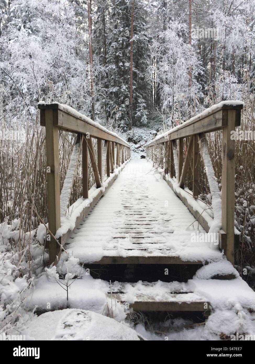 Wooden bridge in the forest hi-res stock photography and images - Alamy