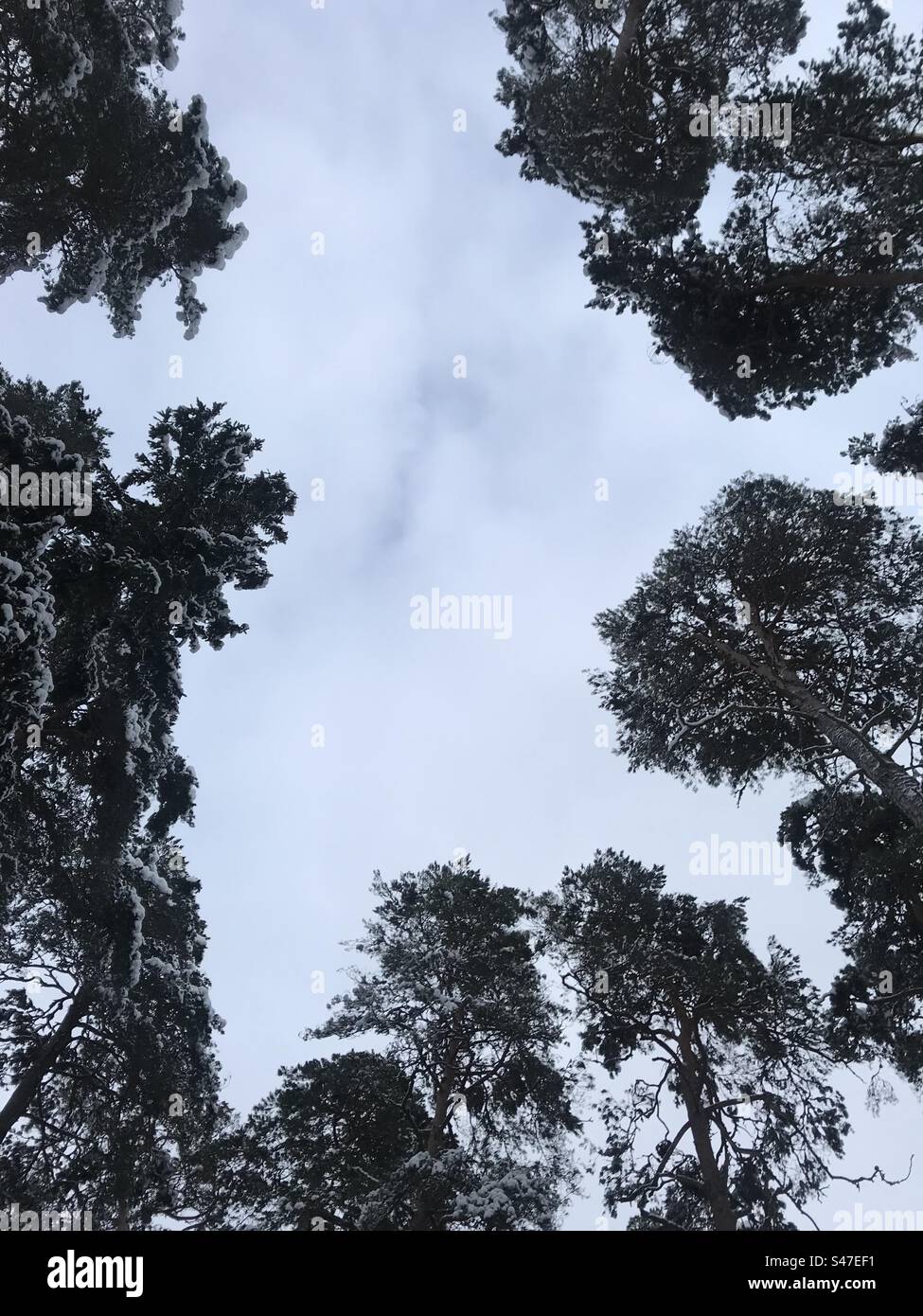 Tree tops in the winter Stock Photo - Alamy