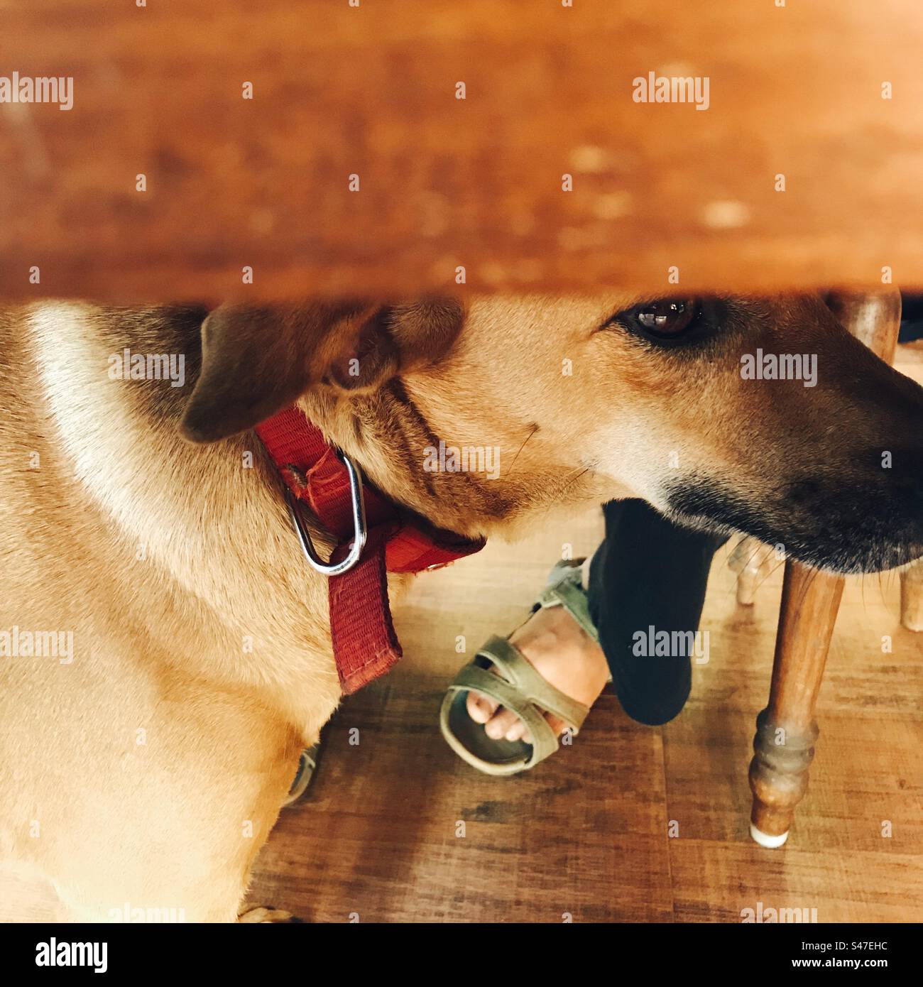 Hiding under table hi-res stock photography and images - Alamy