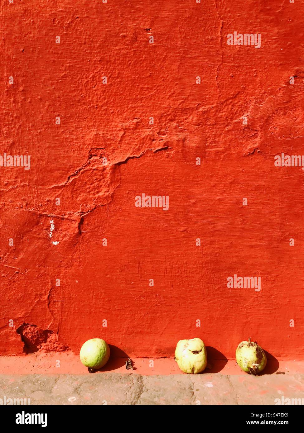 Three guavas placed in line against a red wall Stock Photo - Alamy