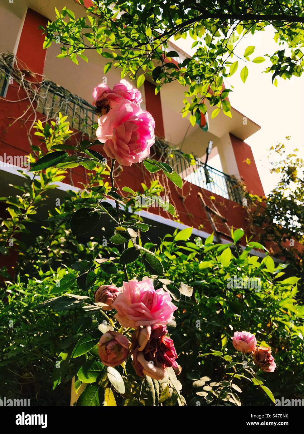 Roses flowers garden hi-res stock photography and images - Alamy
