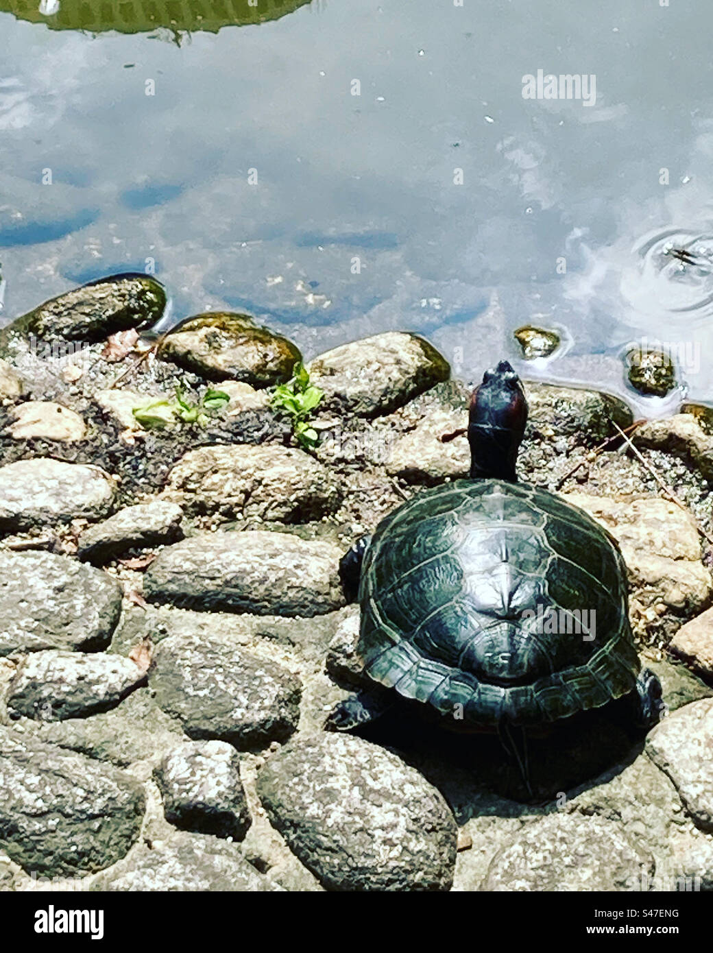 Turtle sunbath hi-res stock photography and images - Alamy