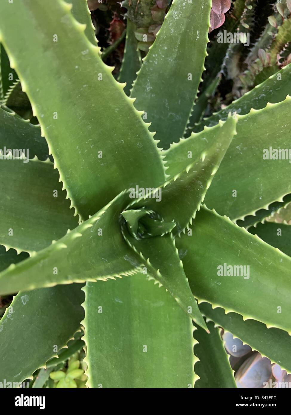 Cactus leaves hi-res stock photography and images - Alamy