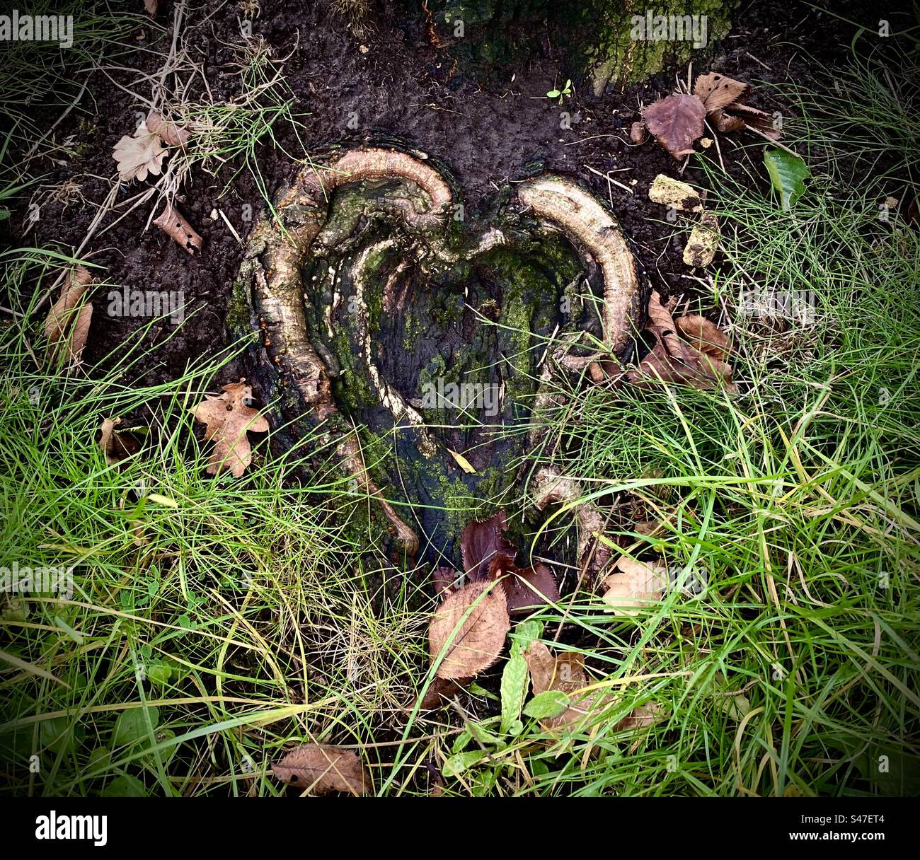 Tree roots in the shape of a valentine heart Stock Photo - Alamy