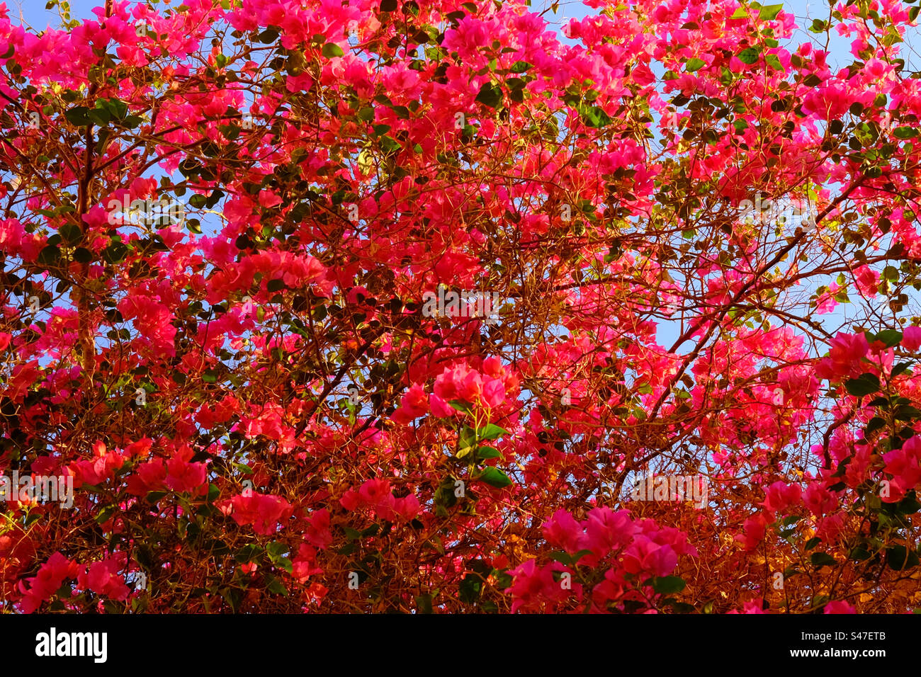 Natural background of red tropical flowers Stock Photo - Alamy