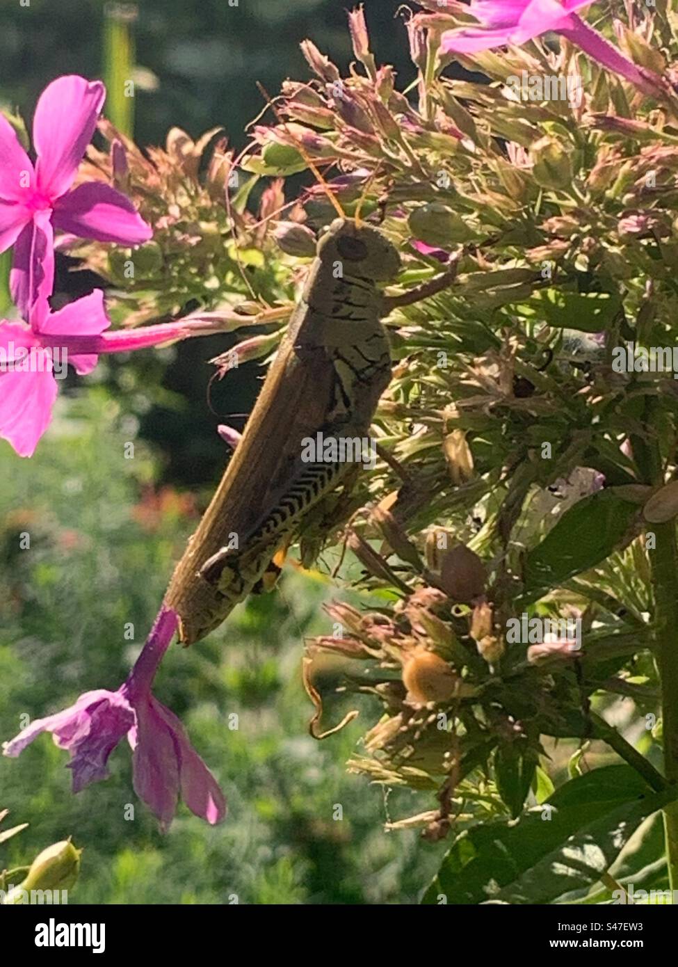 Typical summer grasshopper resting on a flower growing in the garden ...