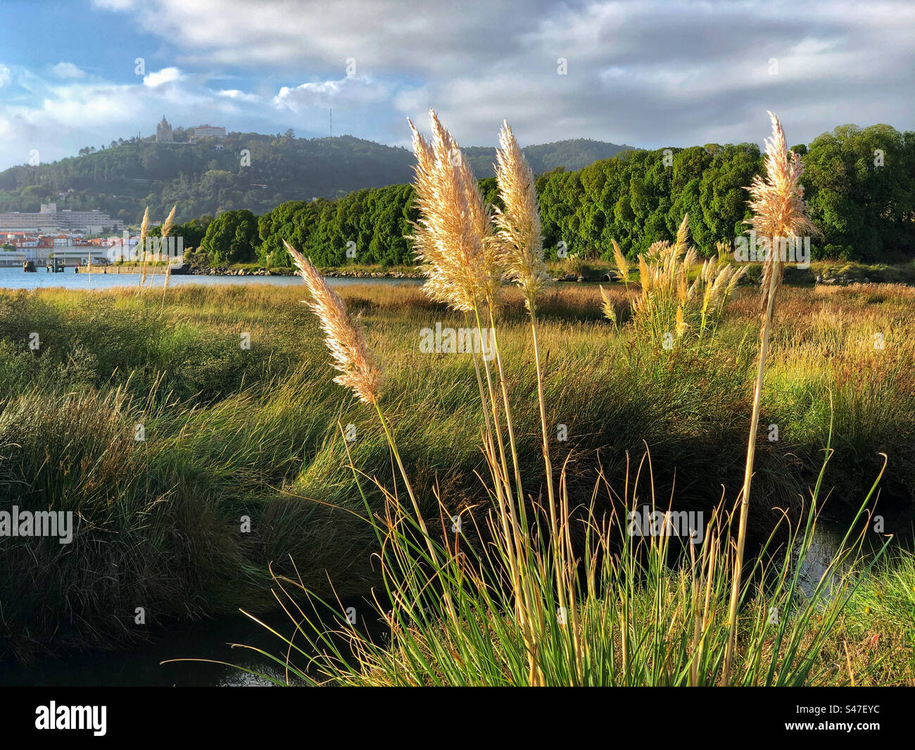 Dry weeds on the shores of the Lima River with the Sanctuary of the ...