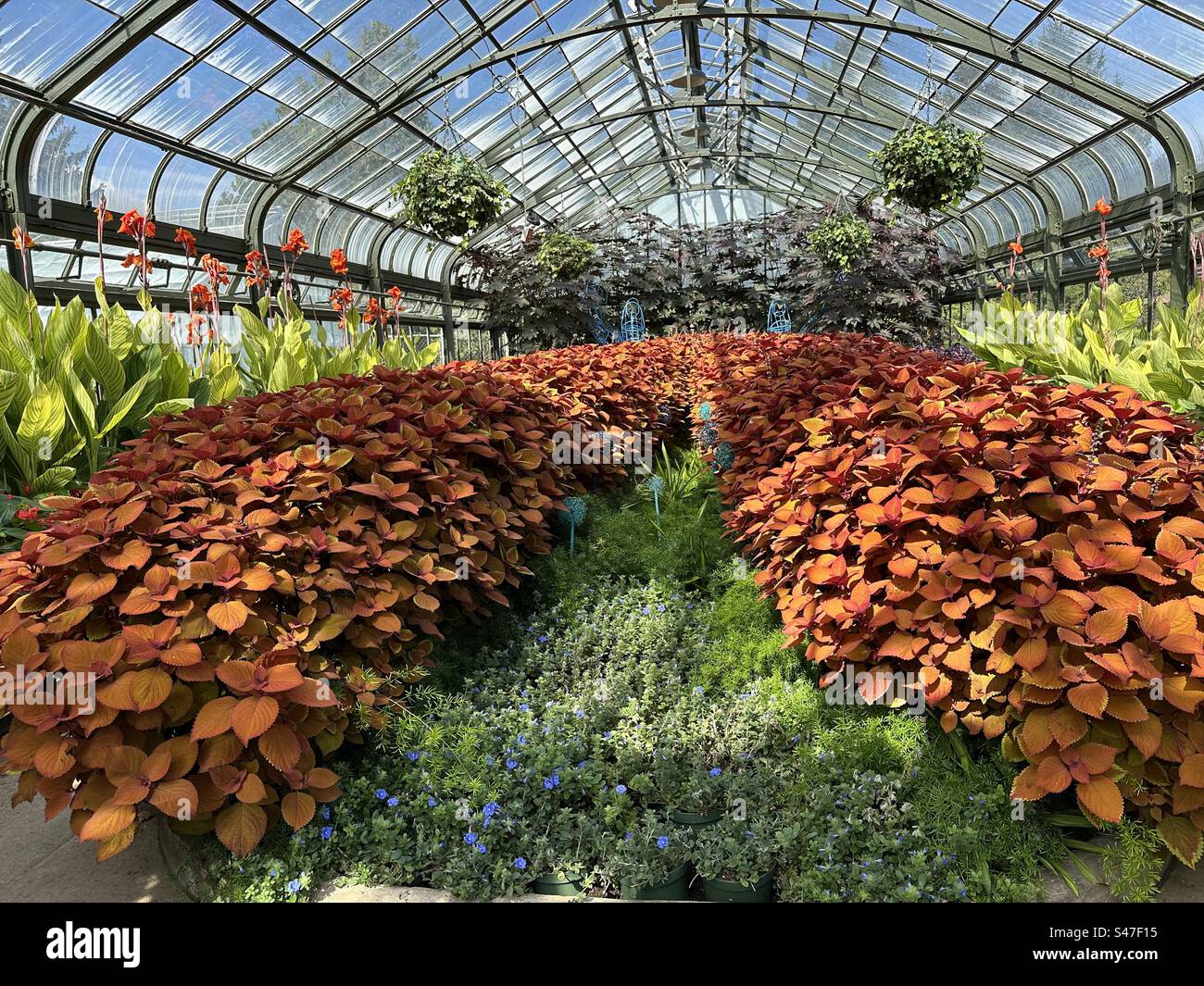 Floral showcase hi-res stock photography and images - Alamy