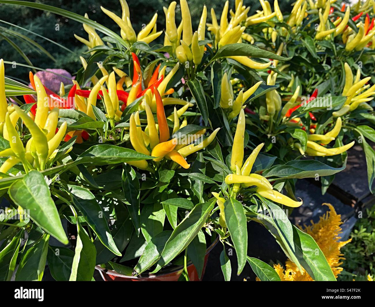 Colorful miniature pepper plants for sale at a nursery in New England ...