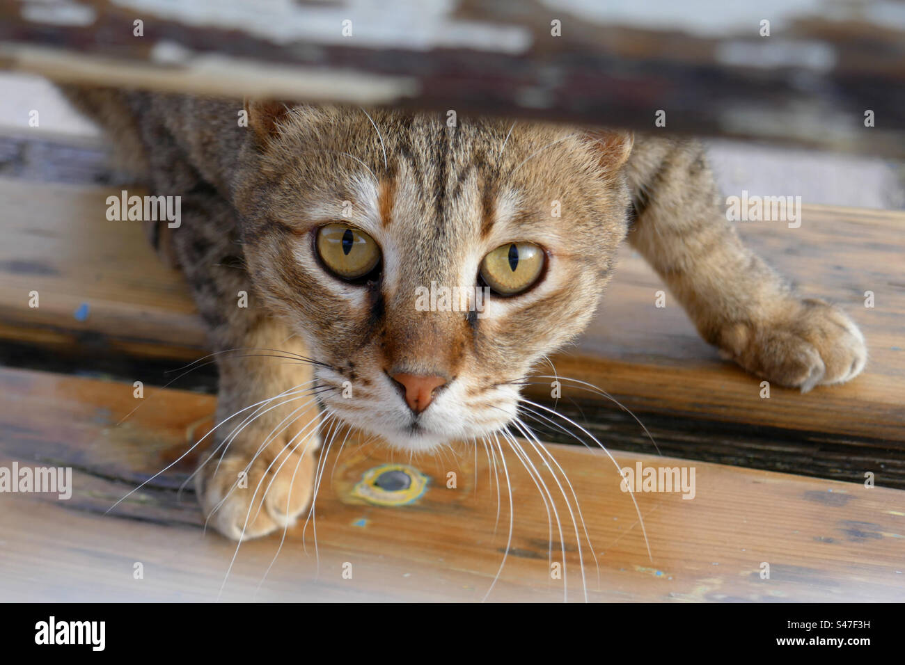 Suspicious cat hi-res stock photography and images - Alamy