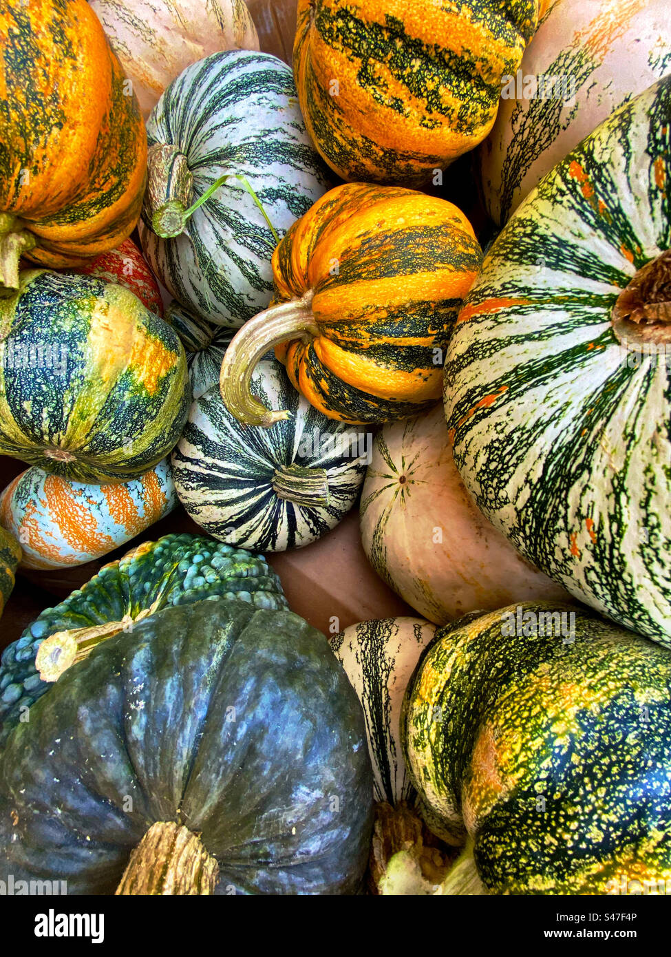 White striped gourds hi-res stock photography and images - Alamy