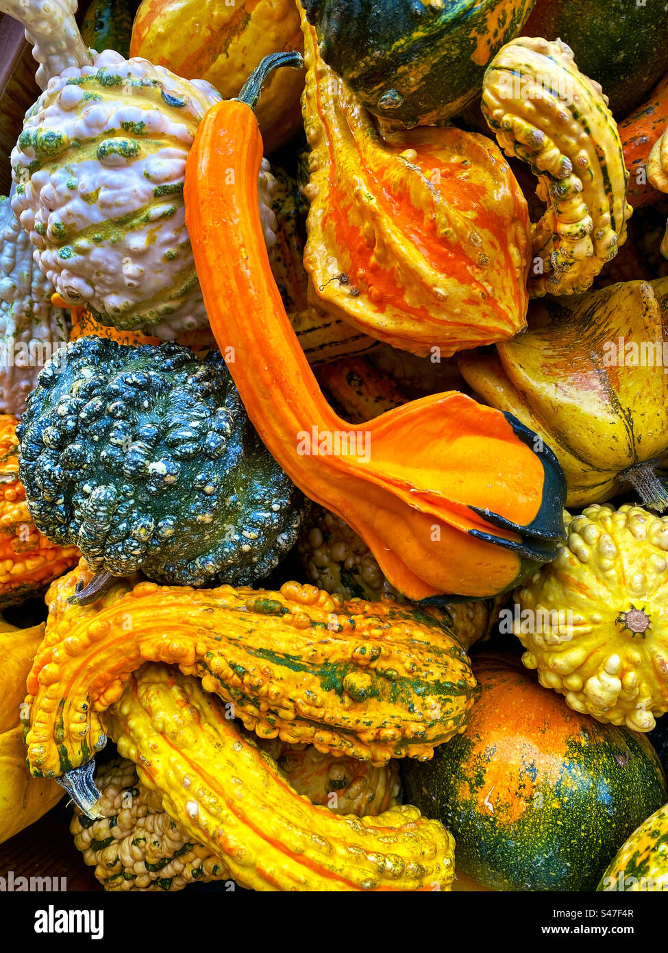 White striped gourds hi-res stock photography and images - Alamy