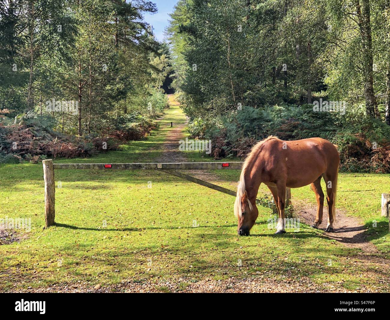 Pony grazing at knightwood Oak in the New Forest National Park ...