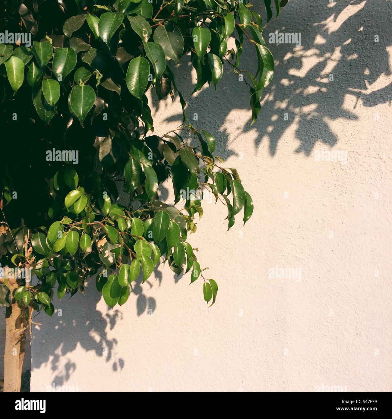 Tree leaves shadows white wall hi-res stock photography and images - Alamy