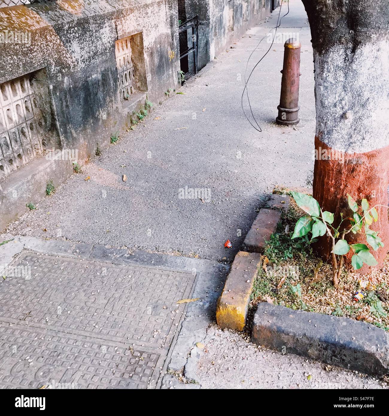 Fire hydrant and tree on a pavement in India Stock Photo - Alamy