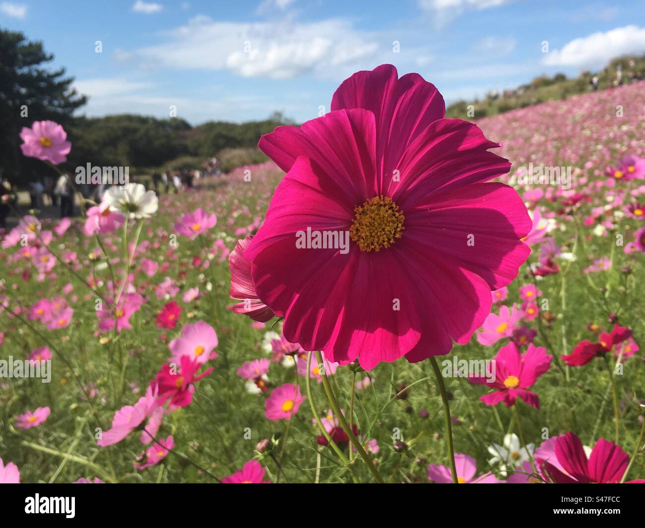 Flower in Japan Stock Photo - Alamy