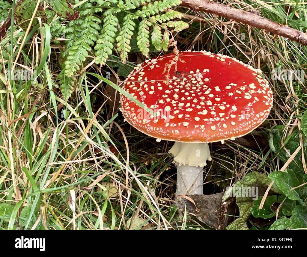 Red spotted toadstool Stock Photo - Alamy
