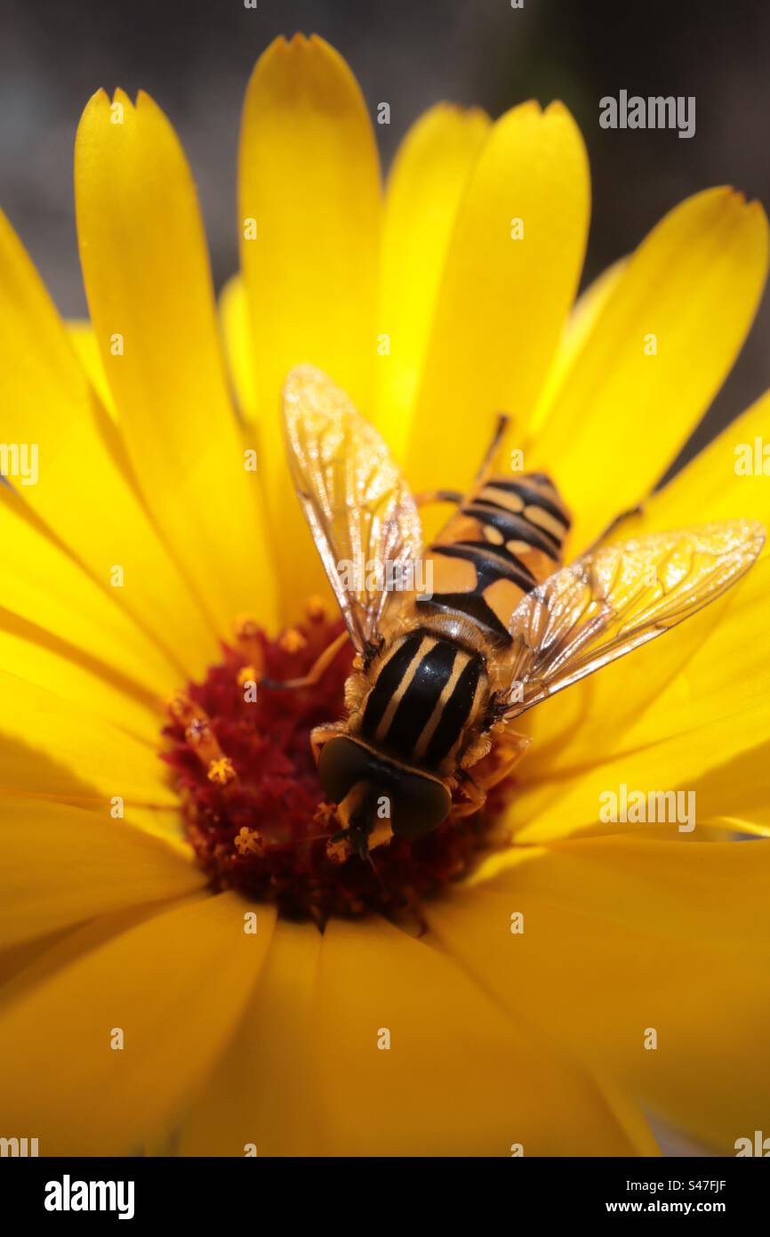 Daisy and The Fly Stock Photo - Alamy
