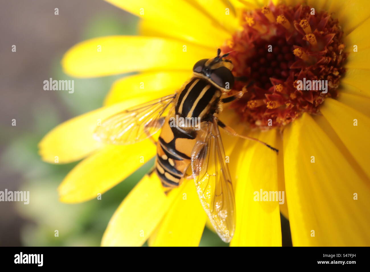 Yellow fly hi-res stock photography and images - Alamy