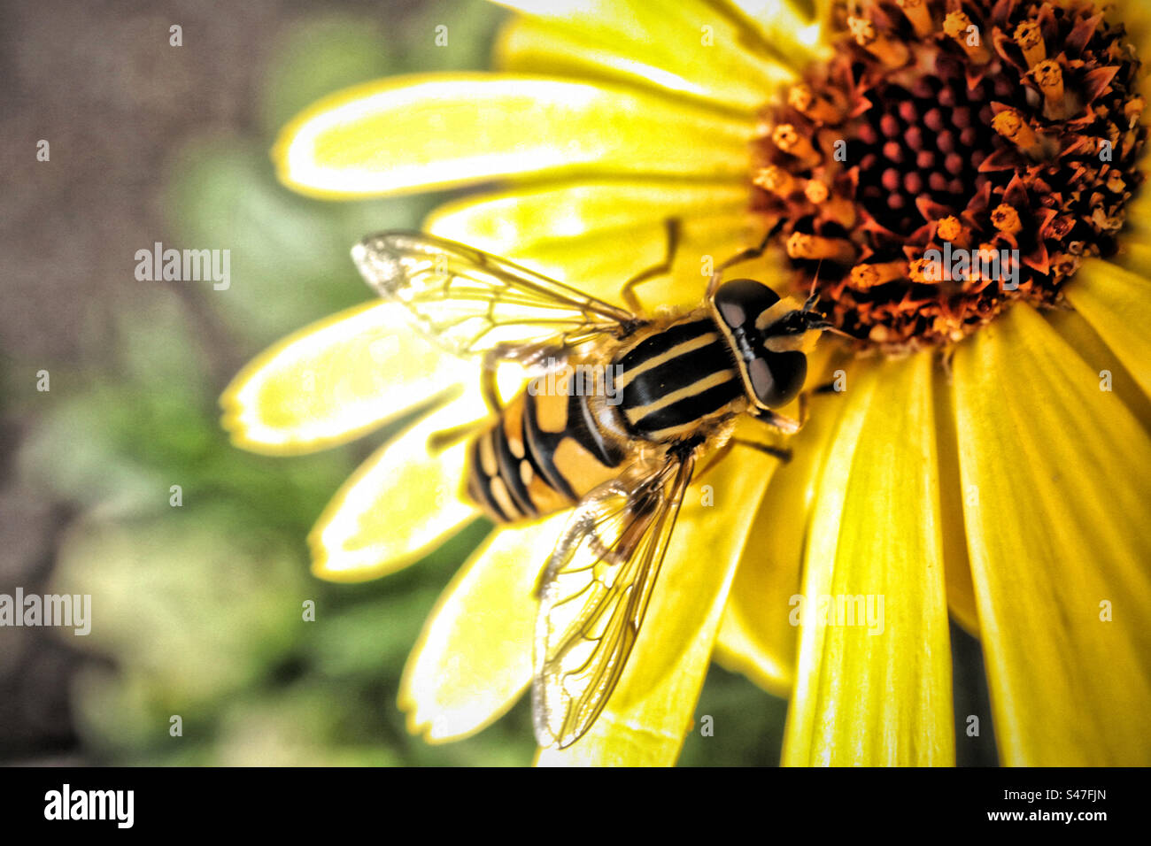 Fly and The Flower Stock Photo - Alamy