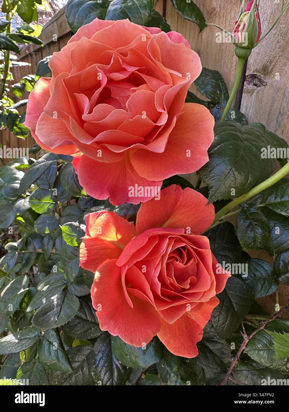 Frilly flowers hi-res stock photography and images - Alamy