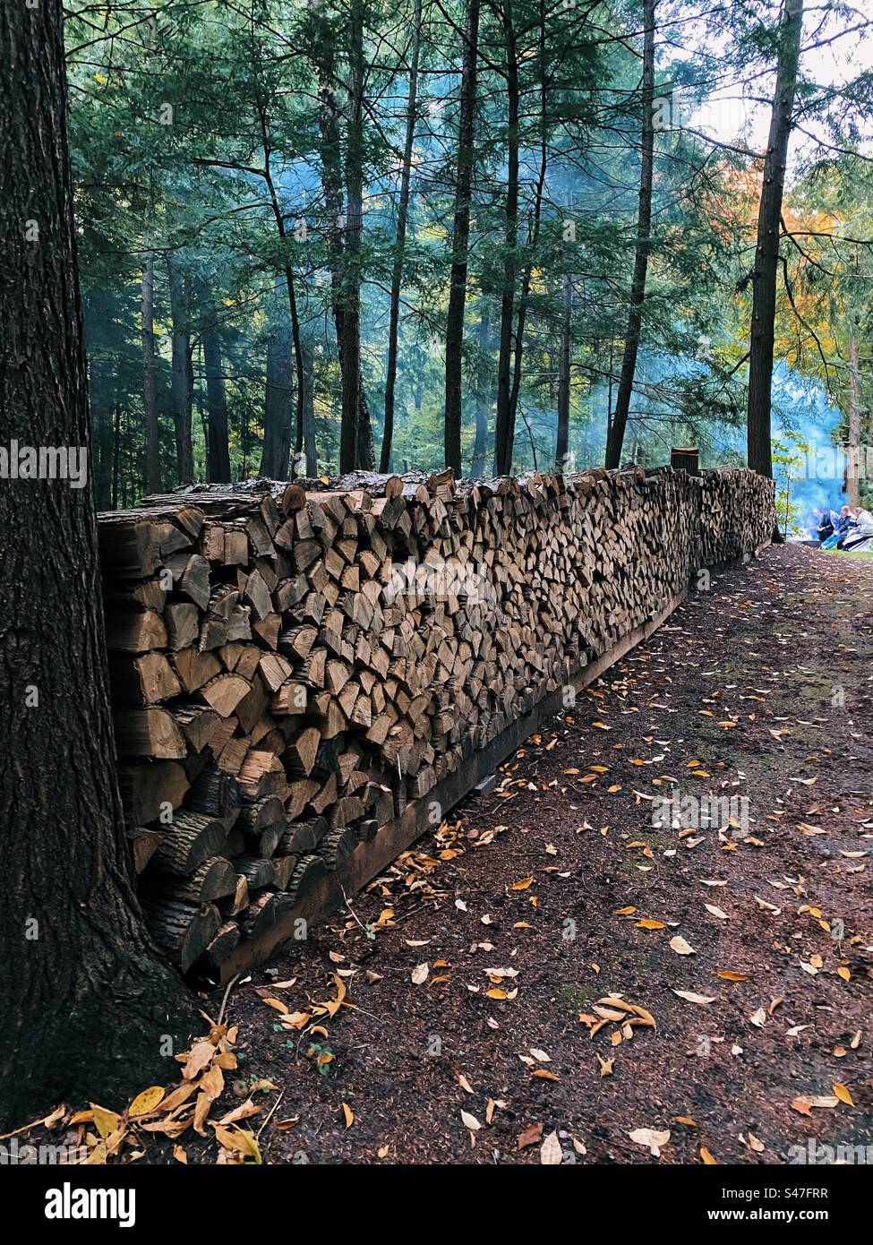 Wood in a forest hi-res stock photography and images - Alamy