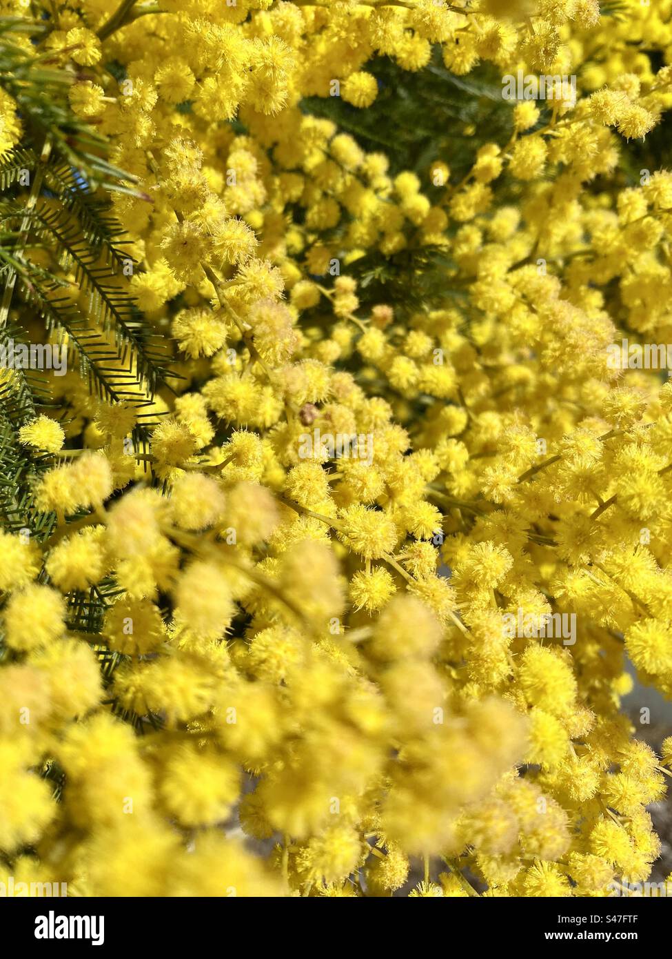 Wattle tree hi-res stock photography and images - Alamy