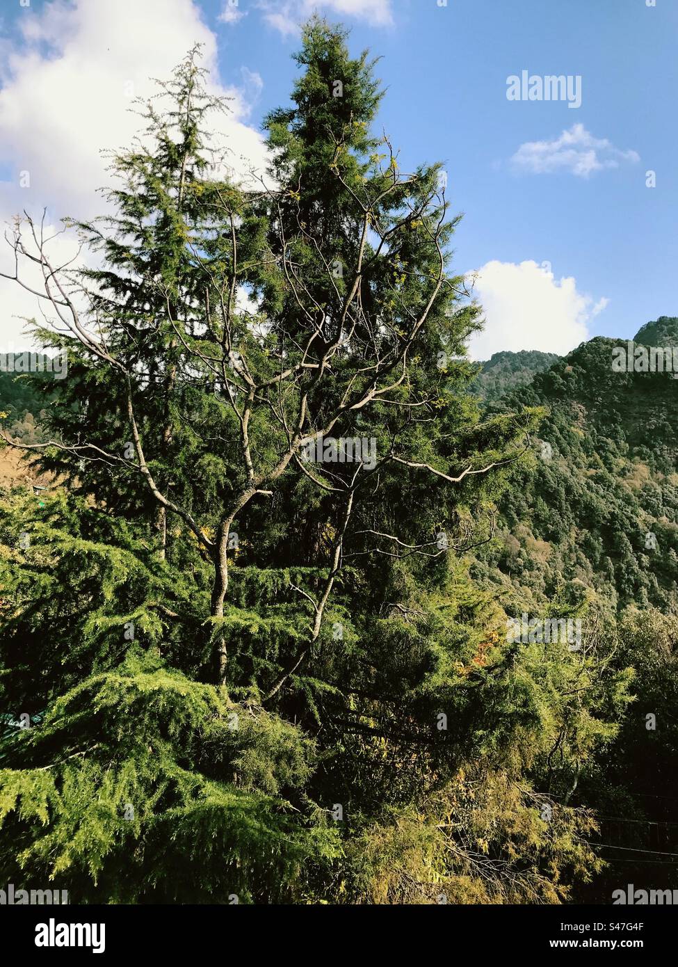 Trees on a mountain hi-res stock photography and images - Alamy
