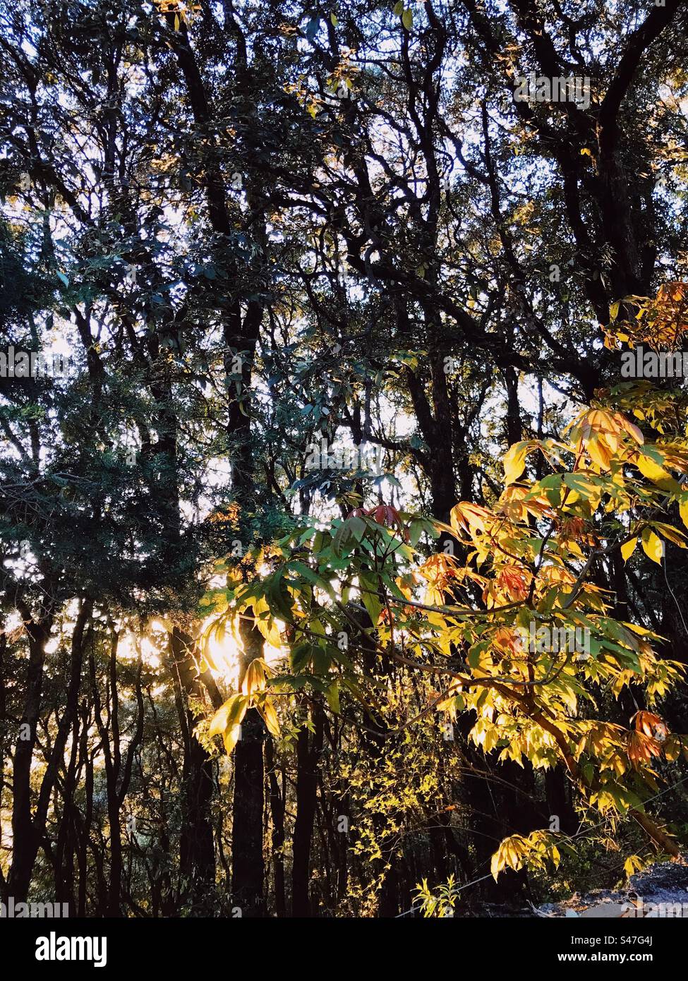 Sunset at a forest Stock Photo - Alamy