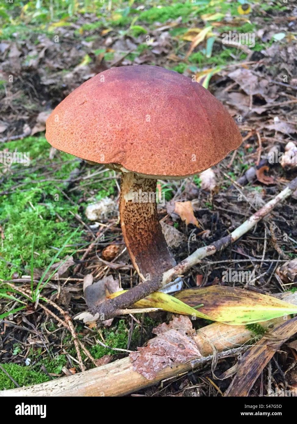 Single red orange cap Leccinum aurantiacum boletus fungi growing in the ...