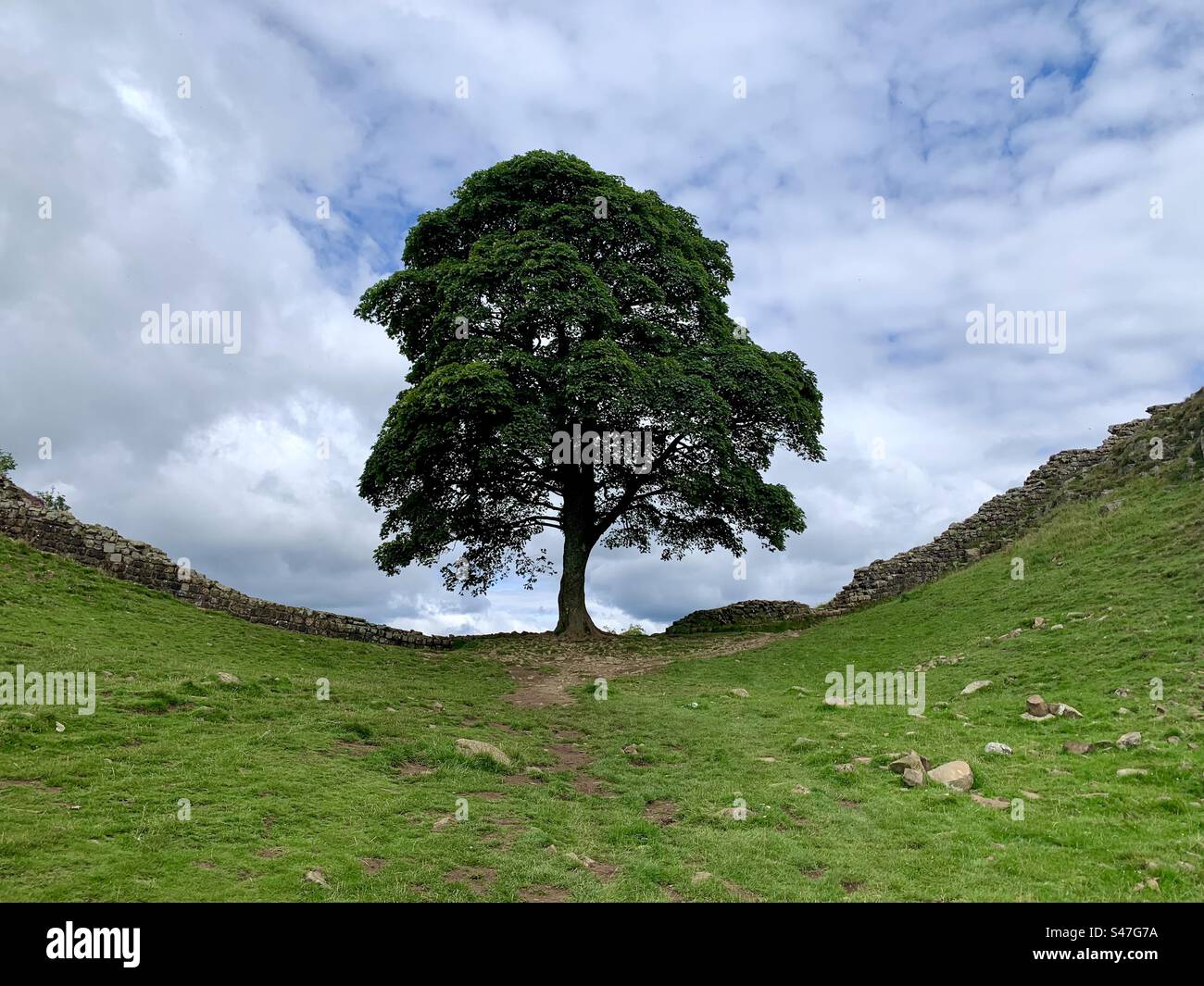 The sycamore gap tree in daylight Northumberland Stock Photo - Alamy