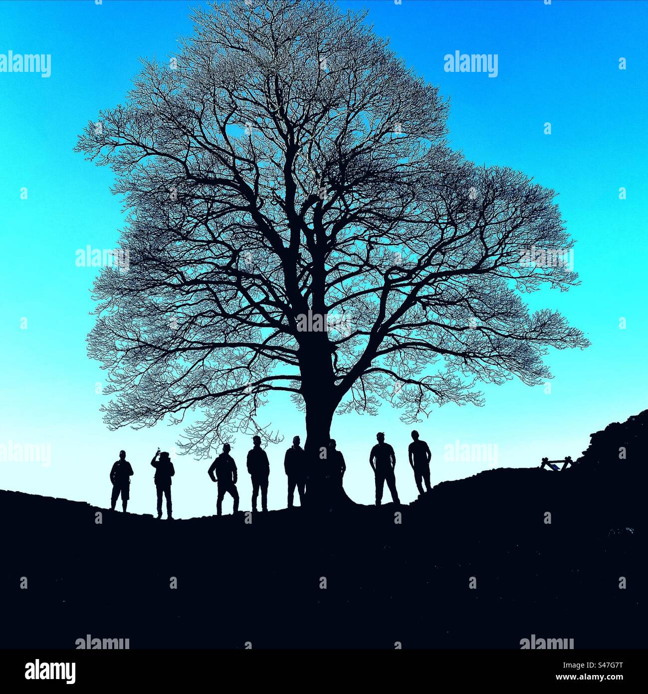 Sycamore gap tree felled hi-res stock photography and images - Alamy