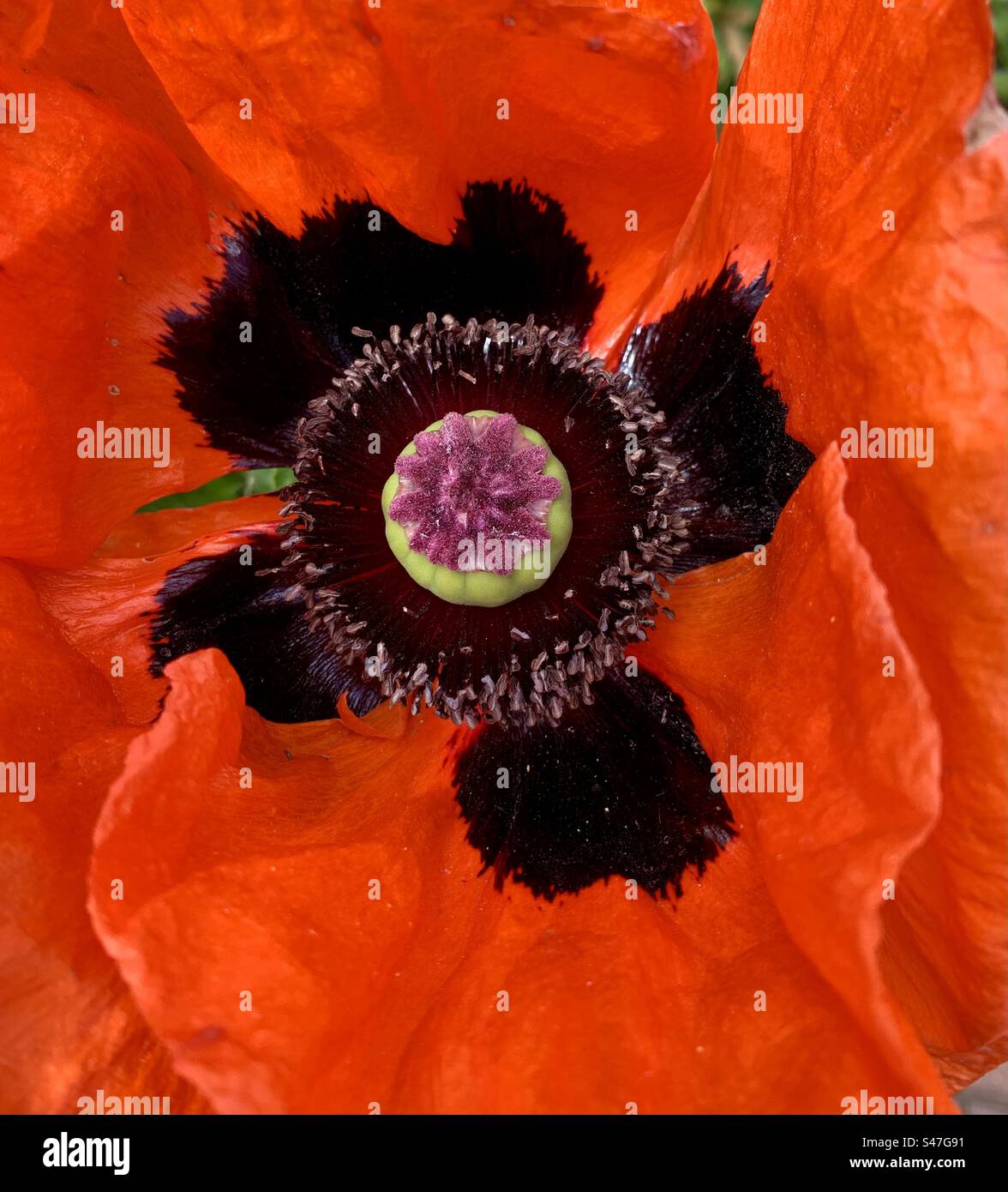 Beautiful vivid red oriental poppy centre Stock Photo - Alamy
