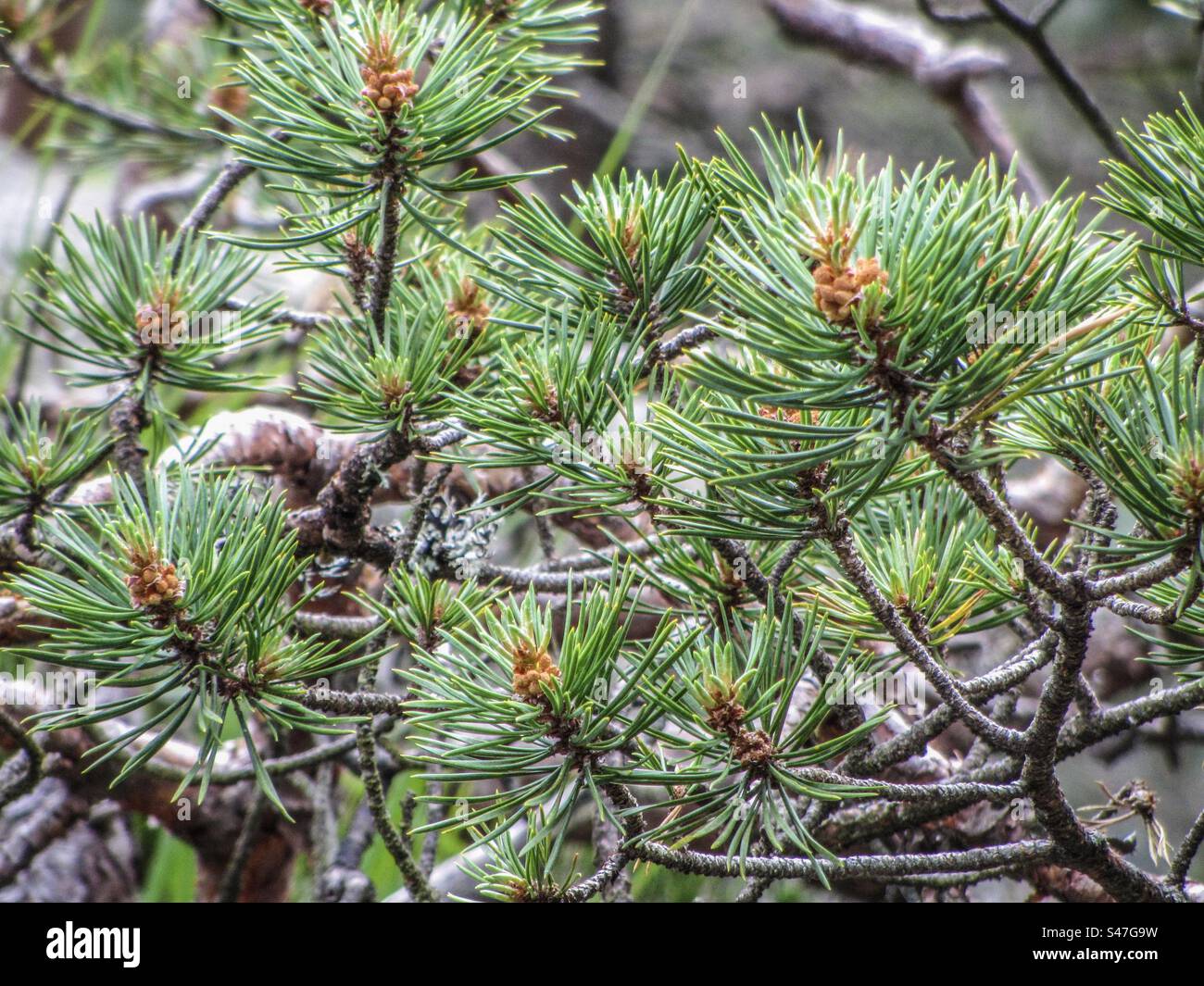 Mountain pine needles hi-res stock photography and images - Alamy