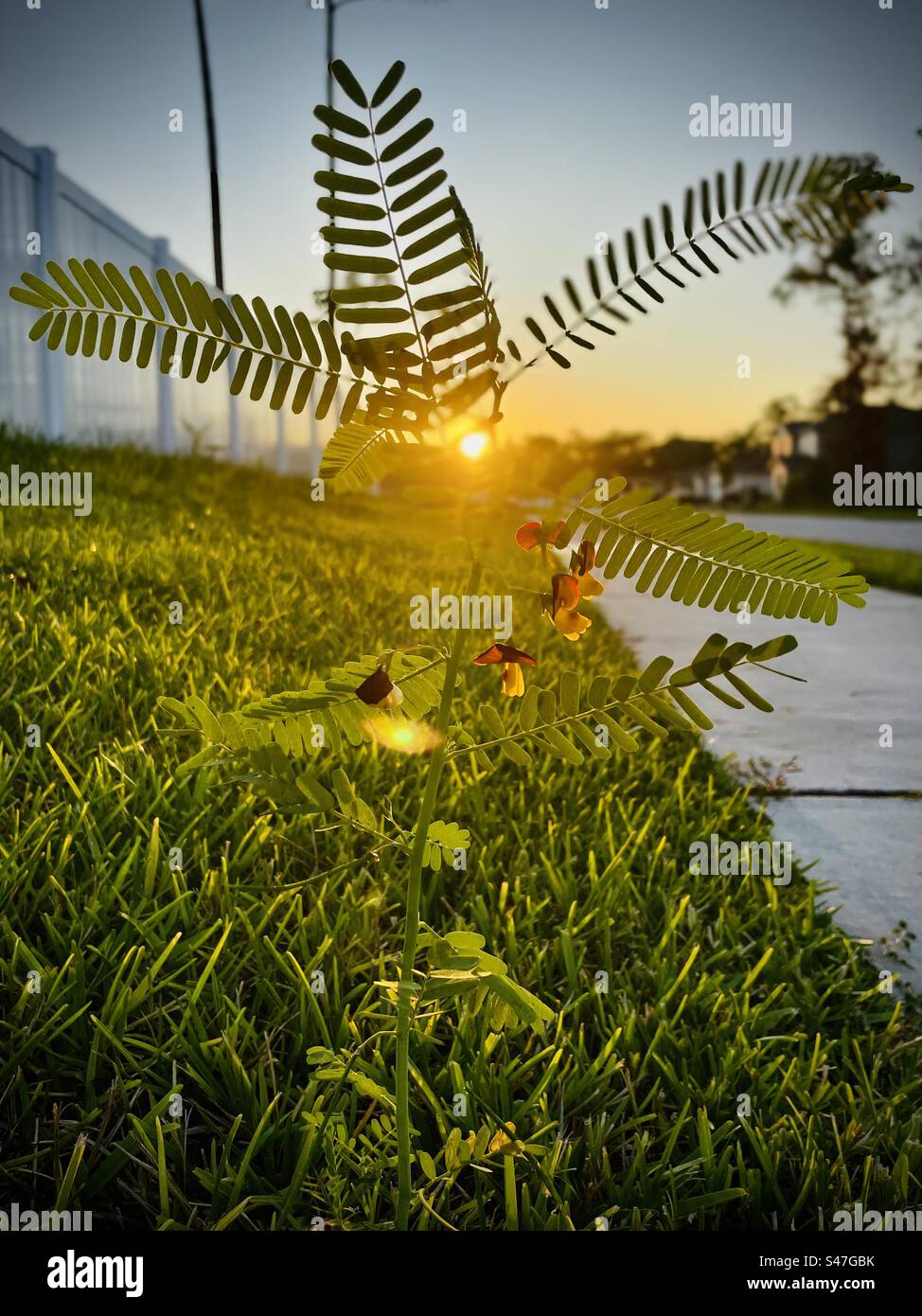 Sunset plant hi-res stock photography and images - Alamy