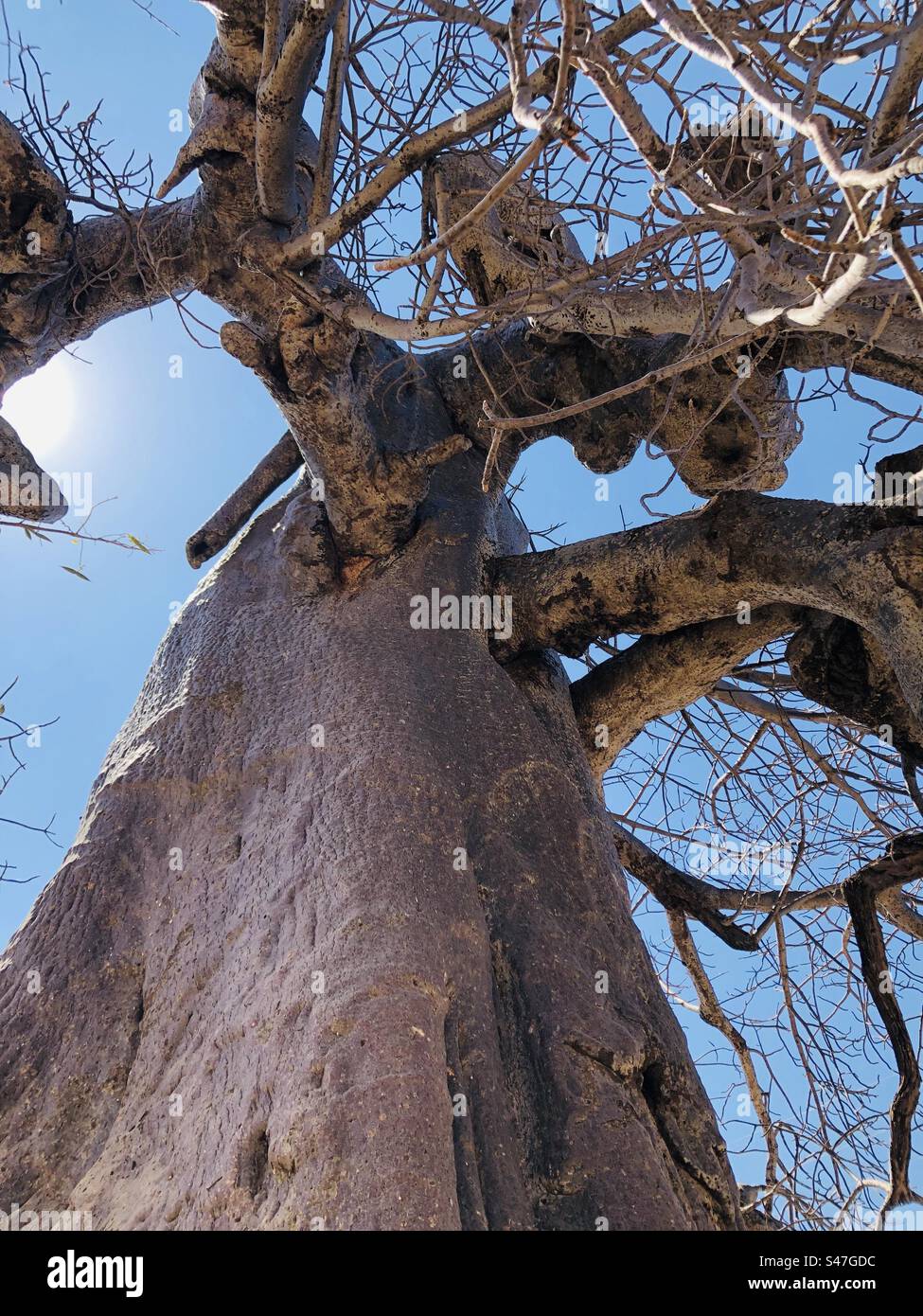 Baobab tree, Botswana, Africa Stock Photo - Alamy