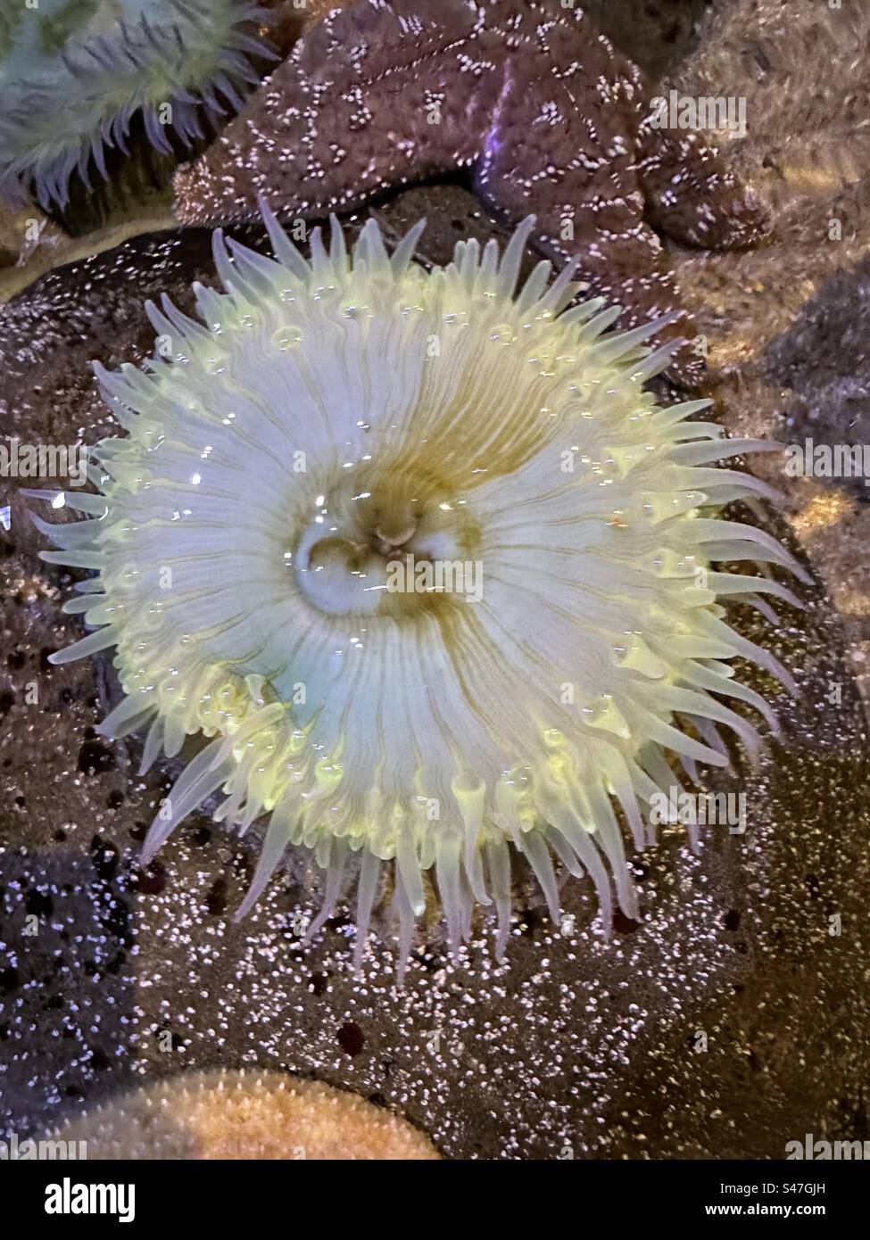 Close up of sea anemone hi-res stock photography and images - Alamy