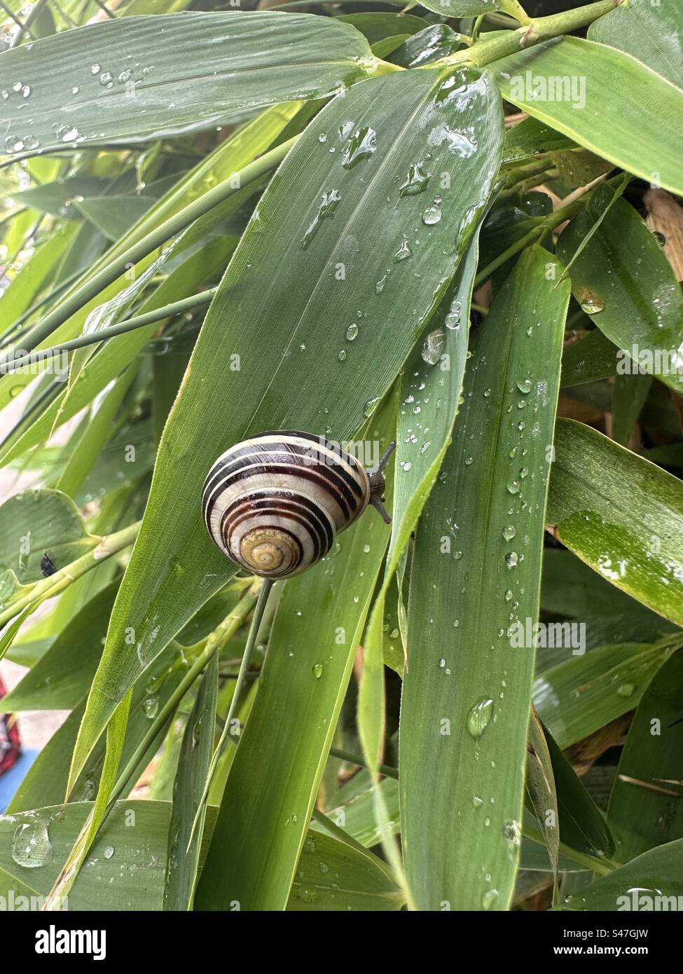 Snails on a green leaf hi-res stock photography and images - Alamy