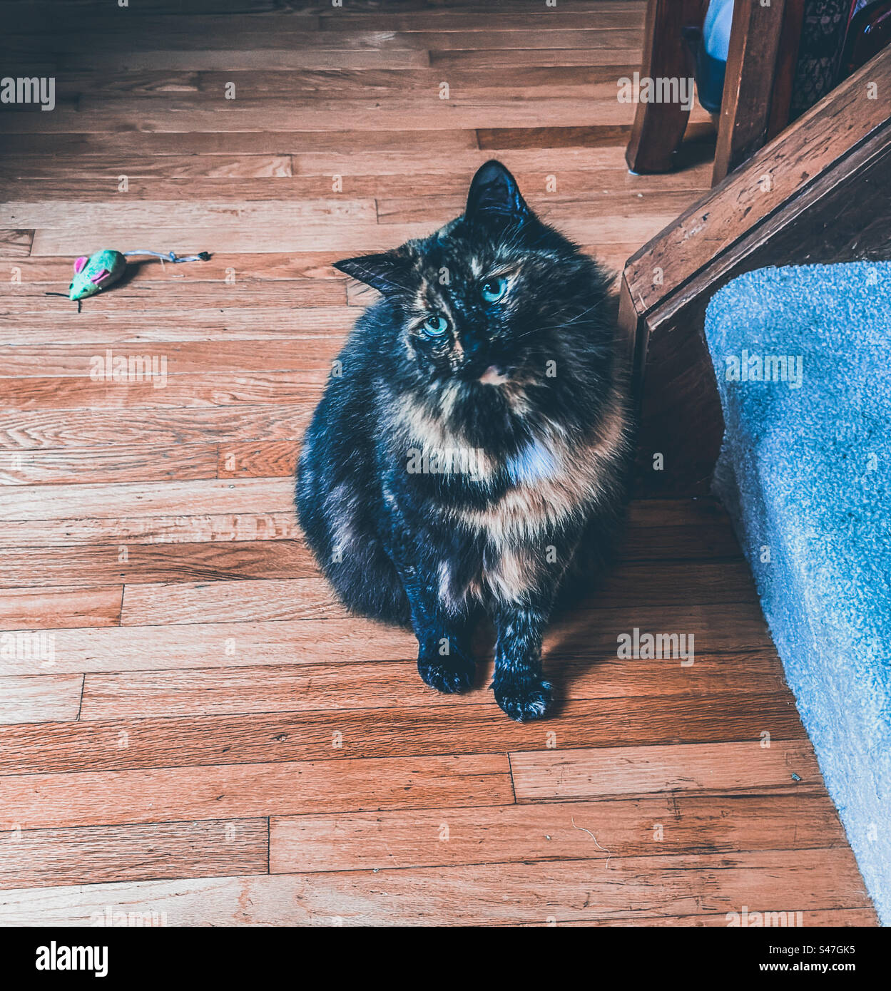 Fluffy beautiful tortoiseshell cat at home Stock Photo - Alamy