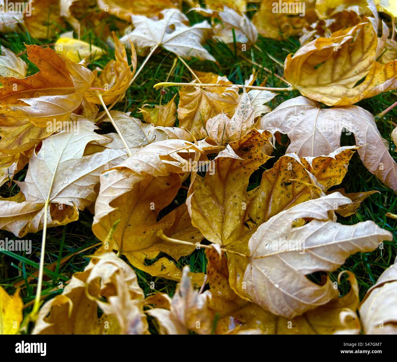 Autumn in Alberta, cloud maple, fallen leaves Stock Photo - Alamy