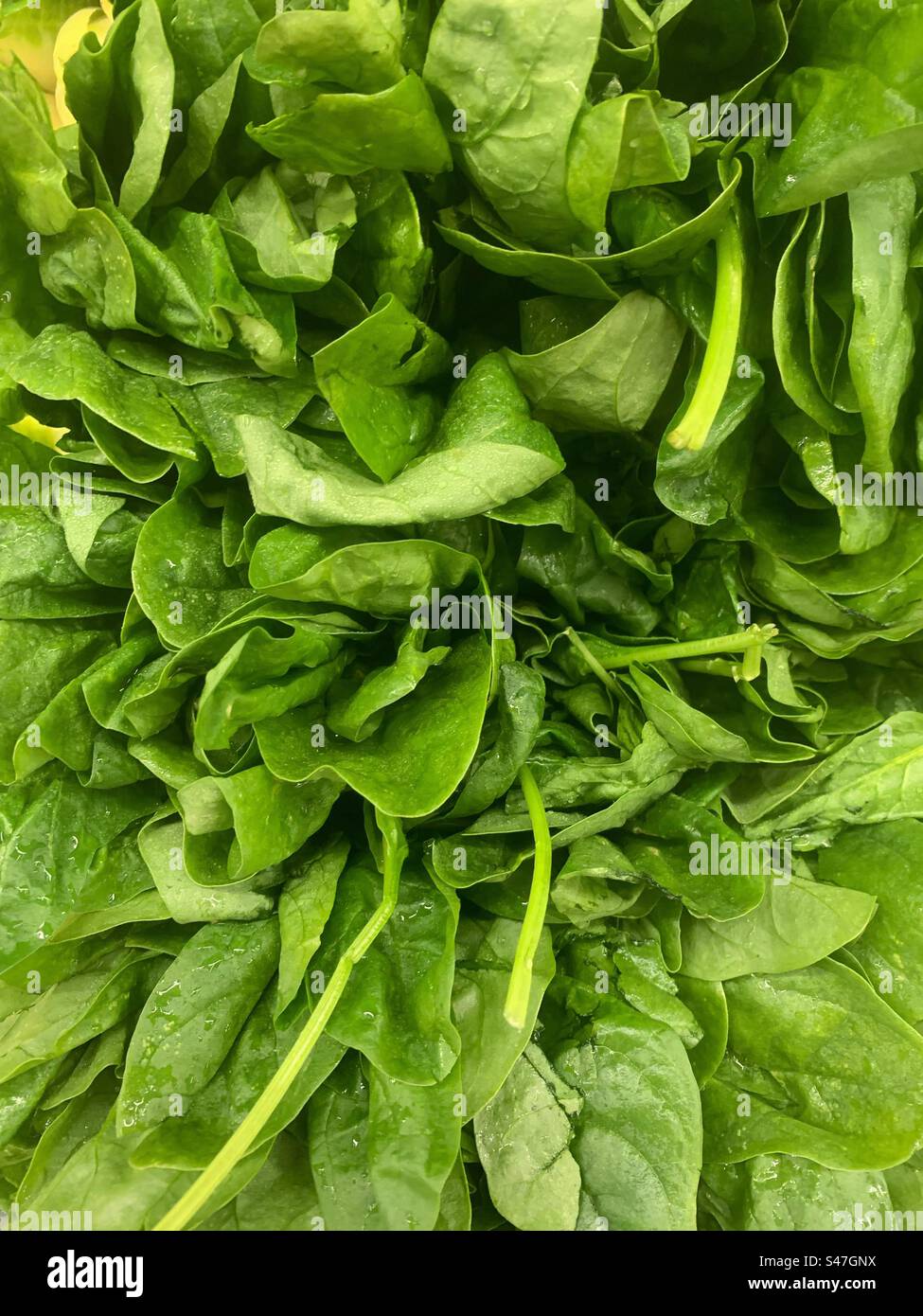 Spinach is a leafy hi-res stock photography and images - Alamy