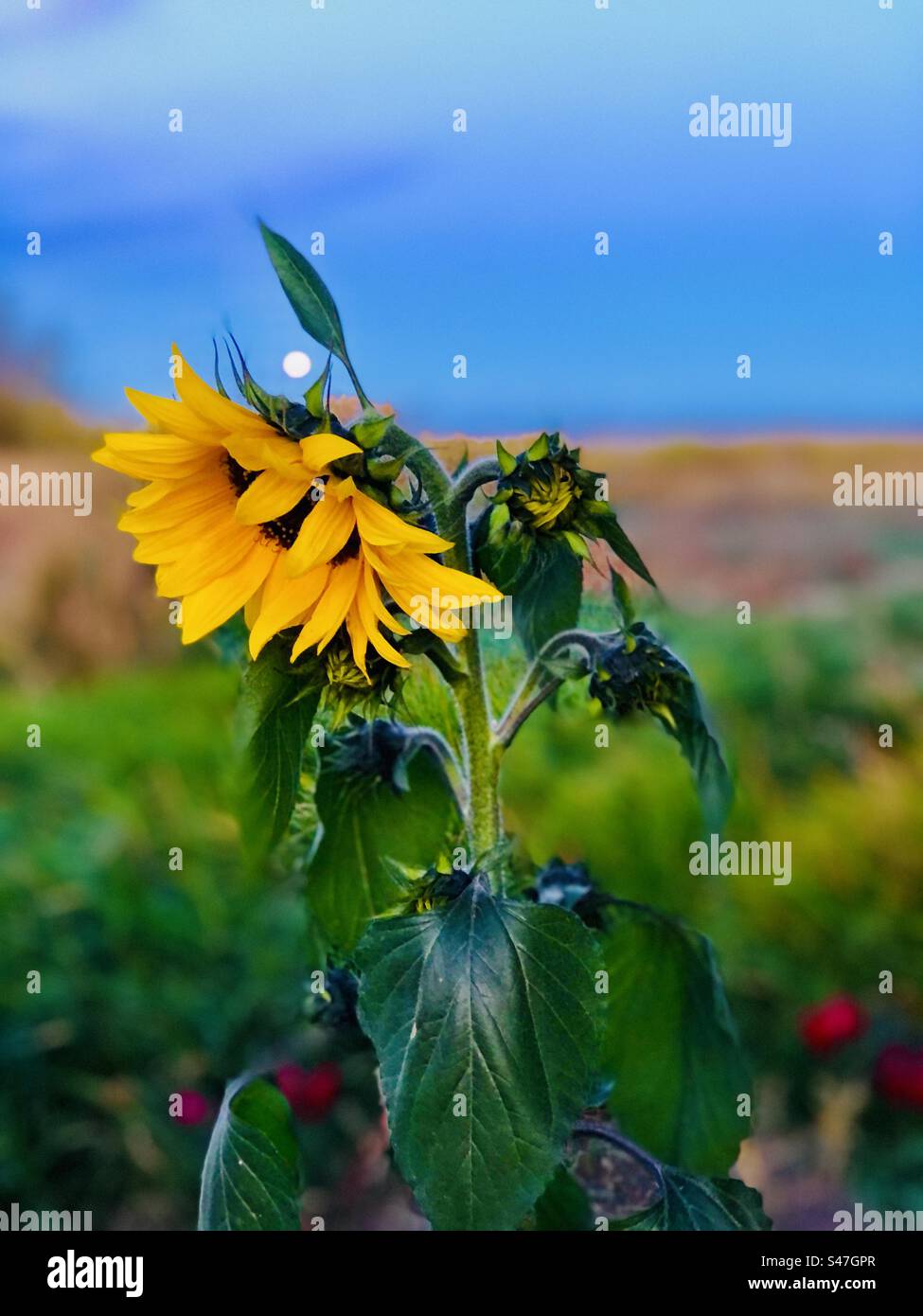 Moon gardening hi-res stock photography and images - Alamy