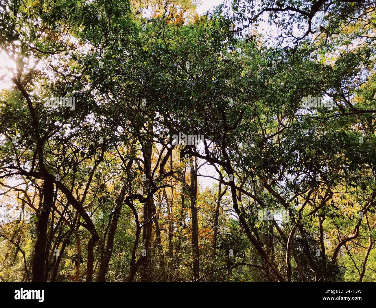 Jim Corbett forest and National Park Stock Photo - Alamy