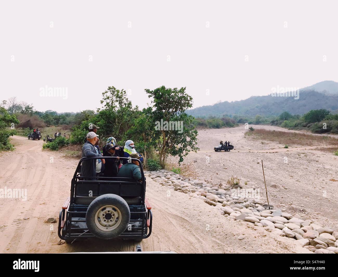 Tourists in wildlife safari jeeps in a jungle Stock Photo - Alamy
